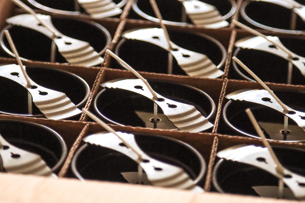 Vanilla Cream - Scented Candle – Scently